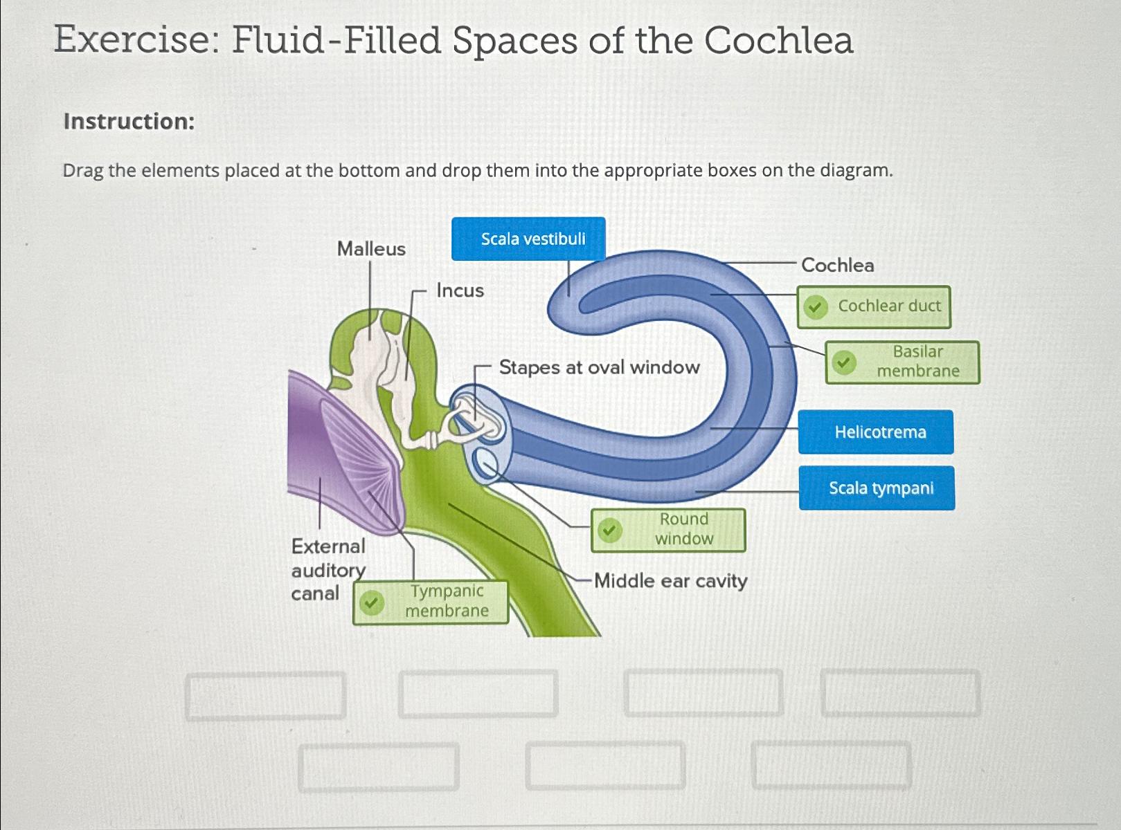 Solved Exercise: Fluid-Filled Spaces of the | Chegg.com