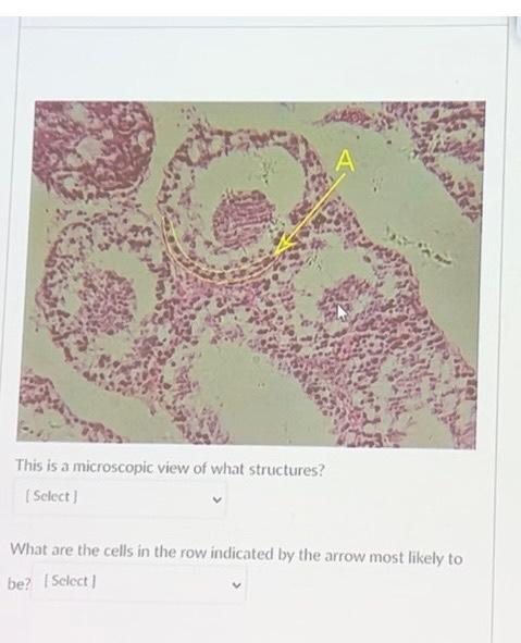 Solved Question 16 The specific layer (or structure) | Chegg.com