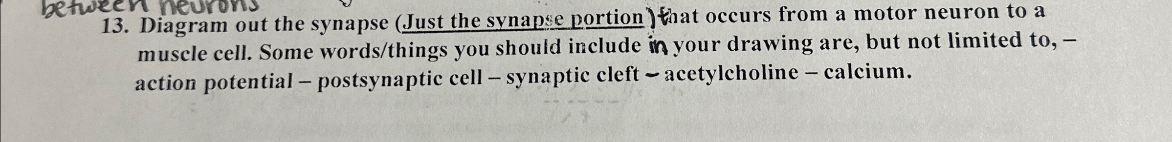 Solved Diagram out the synapse (Just the synapse portion) | Chegg.com