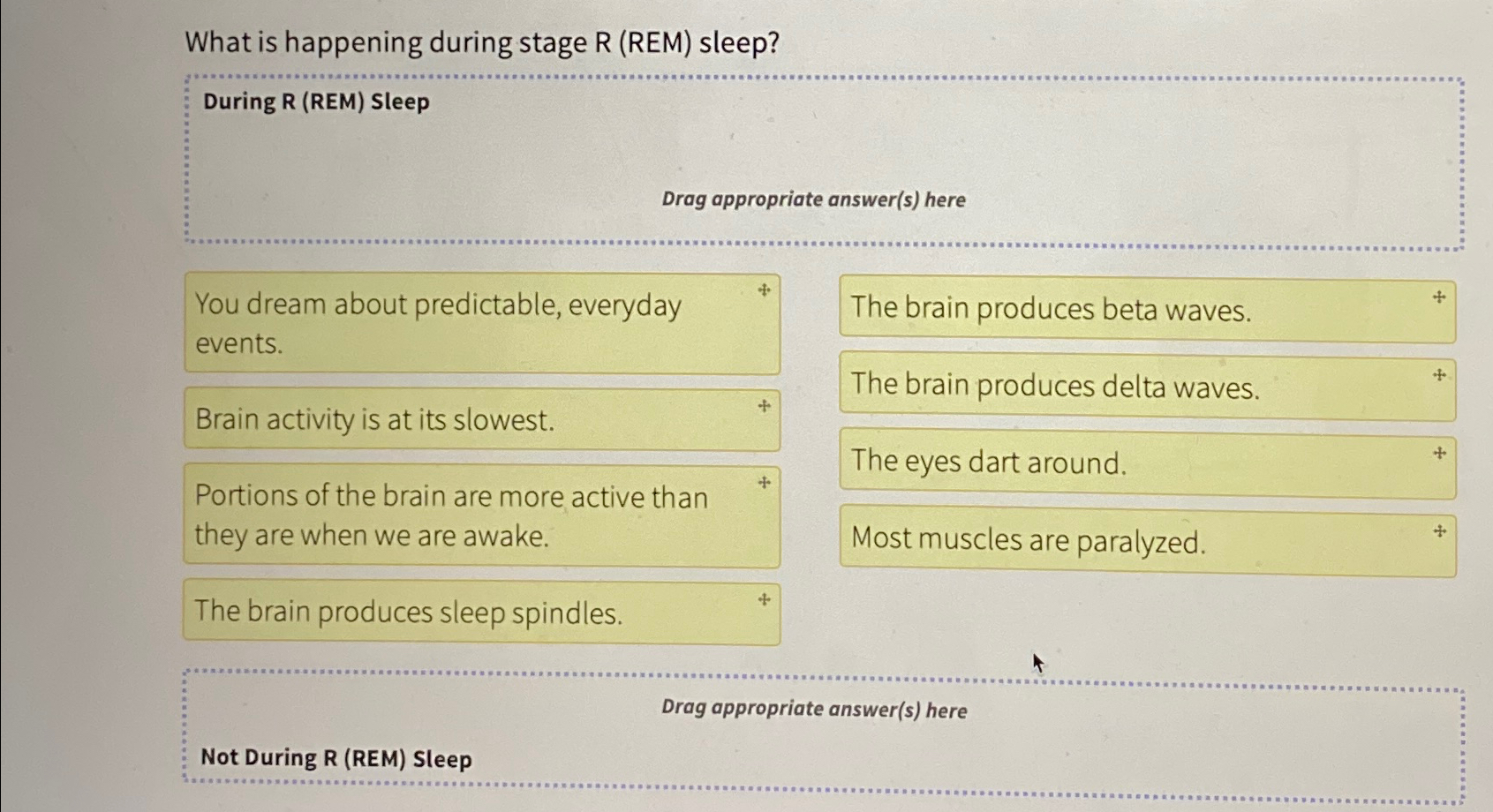 Solved What is happening during stage R (REM) ﻿sleep?During | Chegg.com