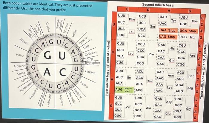 Solved Transcribe the mRNA sequence from DNA sequence 1 | Chegg.com
