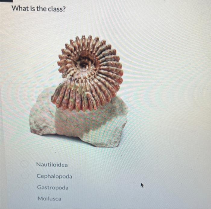 Solved 2 points These fossils are also described as: | Chegg.com