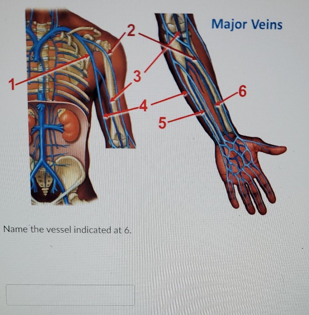 Solved Name the vessel indicated at 6. Name the vessel | Chegg.com