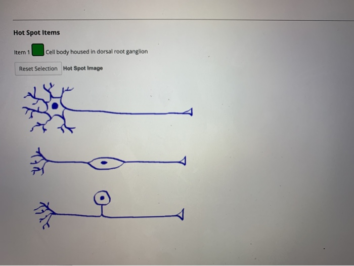 Solved Hot Spot Items Item 1 Cell body housed in dorsal root | Chegg.com
