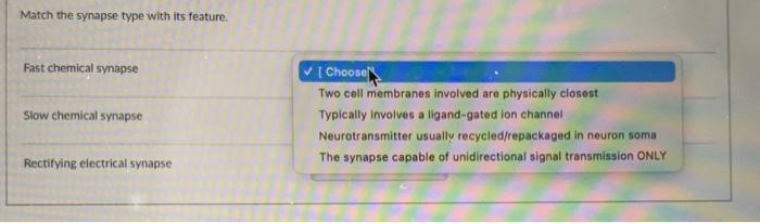 Solved Question 13 Match the synapse type with its feature. | Chegg.com