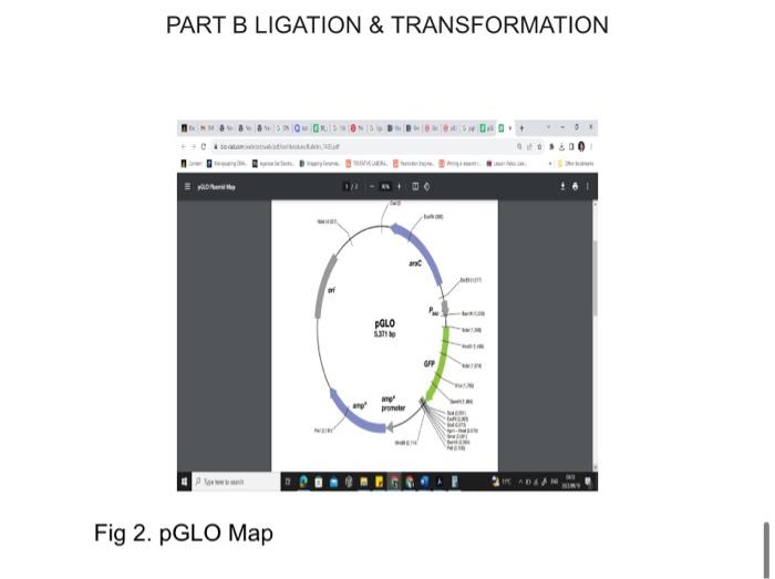 Solved Based on map of the pGLO plasmid, what are the 3 | Chegg.com
