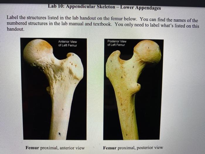 Solved Lab 10: Appendicular Skeleton - Lower Appendages | Chegg.com