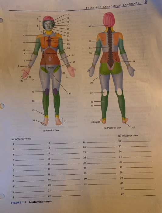 Solved 89 EXERCISE 7 THE INTEGUMENTARY SYSTEM STRUCTURE AND | Chegg.com