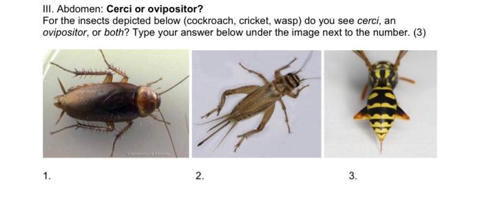 Solved III. Abdomen: Cerci or ovipositor? For the insects | Chegg.com