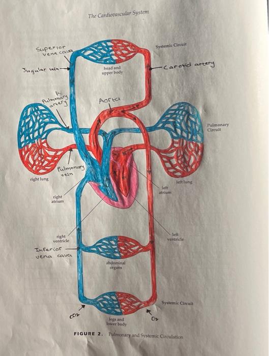 Solved Within the pulmonary and systemic circulatory | Chegg.com