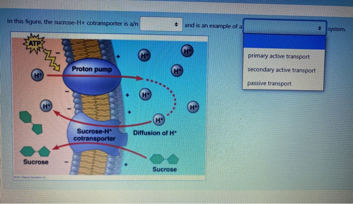 Solved In this figure the sucrose-H+ cotransporter is a/n | Chegg.com