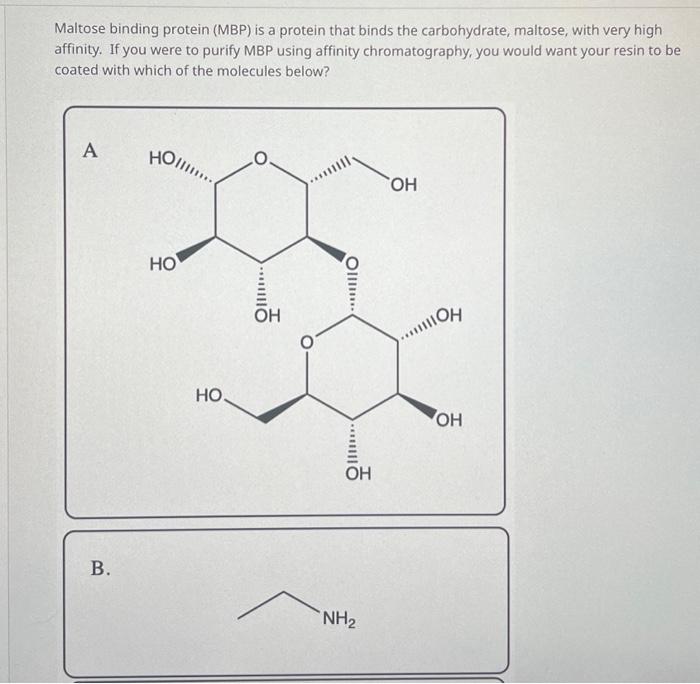 Solved Maltose binding protein (MBP) is a protein that binds | Chegg.com