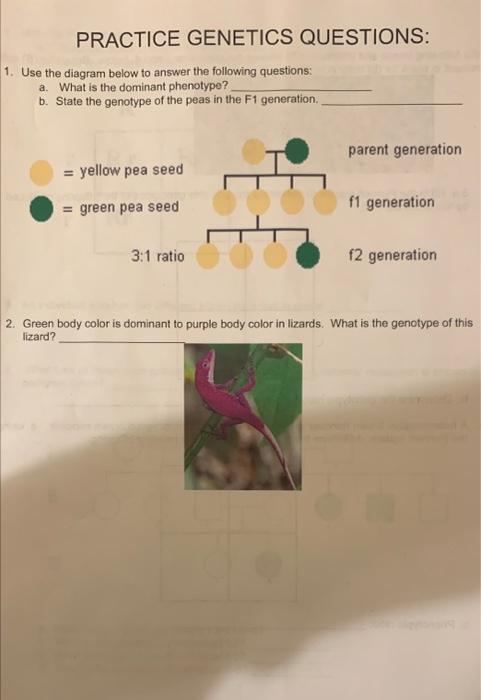 Solved PRACTICE GENETICS QUESTIONS: 1. Use the diagram below | Chegg.com