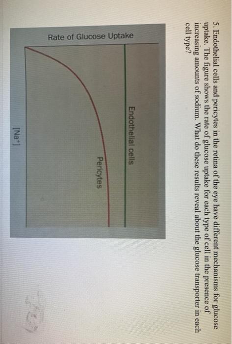 Solved 5. Endothelial cells and pericytes in the retina of | Chegg.com