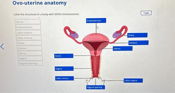 Solved Ovo-uterine anatomy Labcl this diagram that | Chegg.com