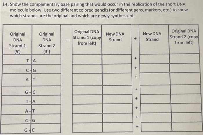 Solved 14. Show the complimentary base pairing that would | Chegg.com