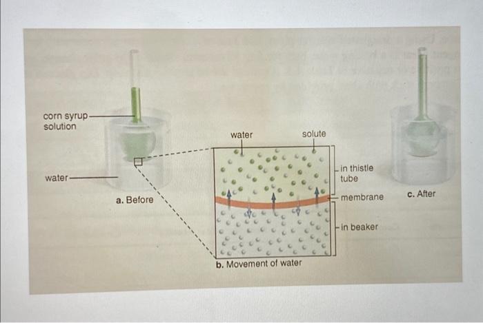 If the starch molecules move from the thistle tube to | Chegg.com