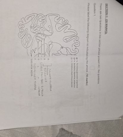 Solved SECTION C. (20 ﻿MARKS).Thern are two questions in | Chegg.com