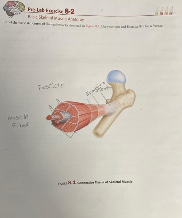 Solved Pre-Lab Exercise 8-2 Basic Skeletal Muscle Anatomy | Chegg.com