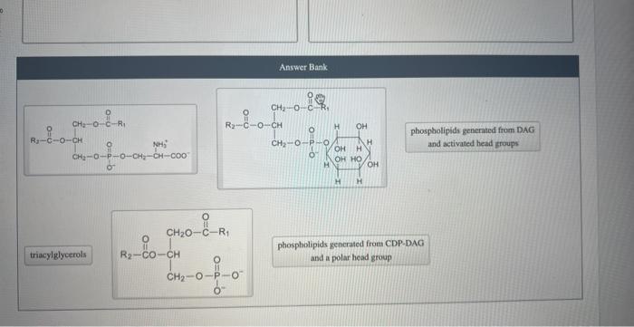 Solved hosphatidic acid phosphatase (PAP), also called | Chegg.com