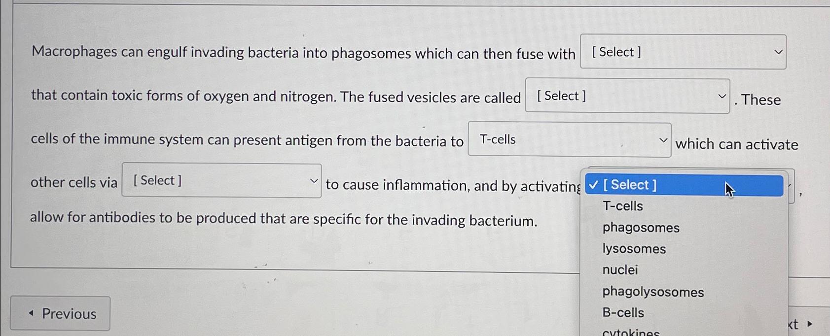 Solved Macrophages can engulf invading bacteria into | Chegg.com