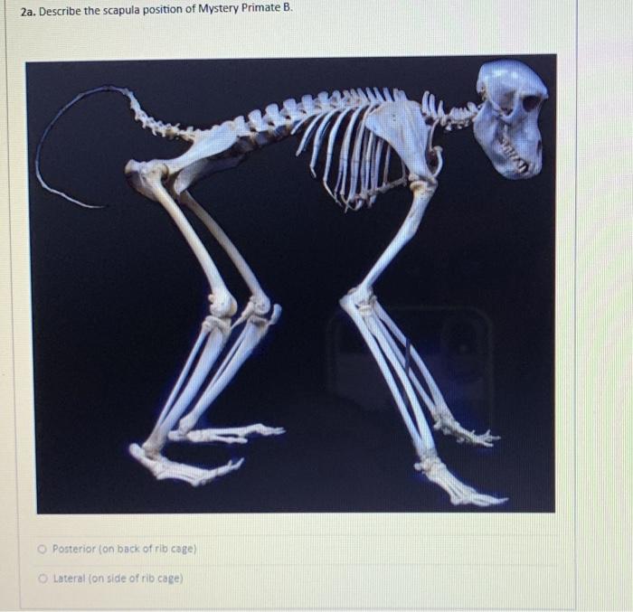 Solved Provide information for Mystery Primate A in Parts | Chegg.com