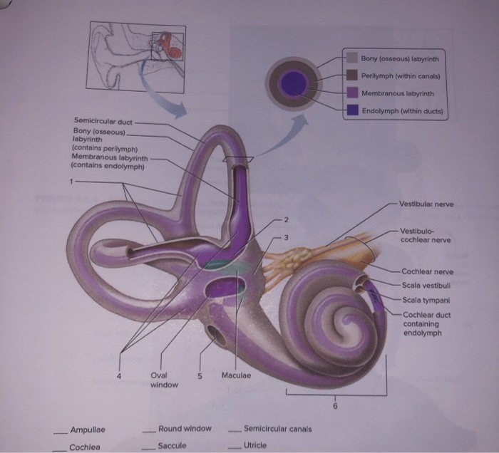 Solved Bony (osseous) labyrinth Perilymph (within canals) | Chegg.com