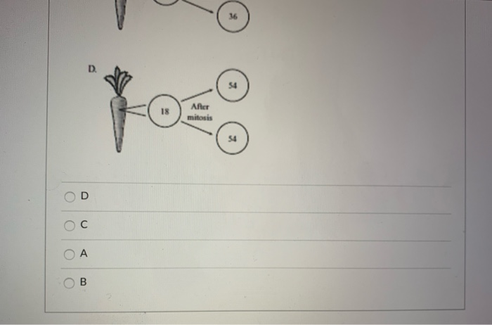 Solved A carrot cell begins mitosis with 18 chromosomes. | Chegg.com