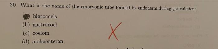 Solved 30. What is the name of the embryonic tube formed by | Chegg.com
