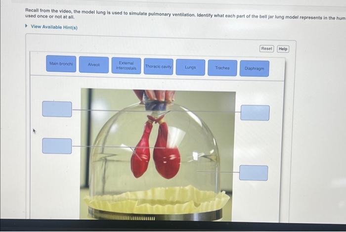 Solved Recall from the video, the model lung is used to | Chegg.com