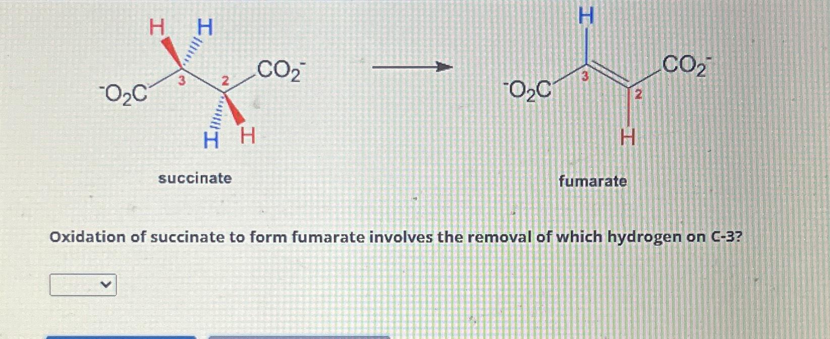 Solved fumarateOxidation of succinate to form fumarate | Chegg.com
