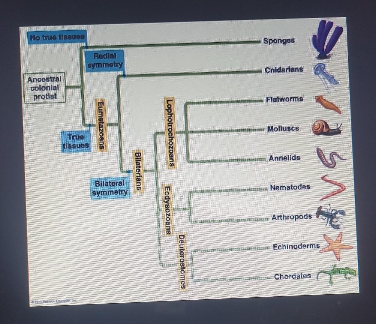 Solved Use this Invertebrate Tree.jpg to put them in order | Chegg.com