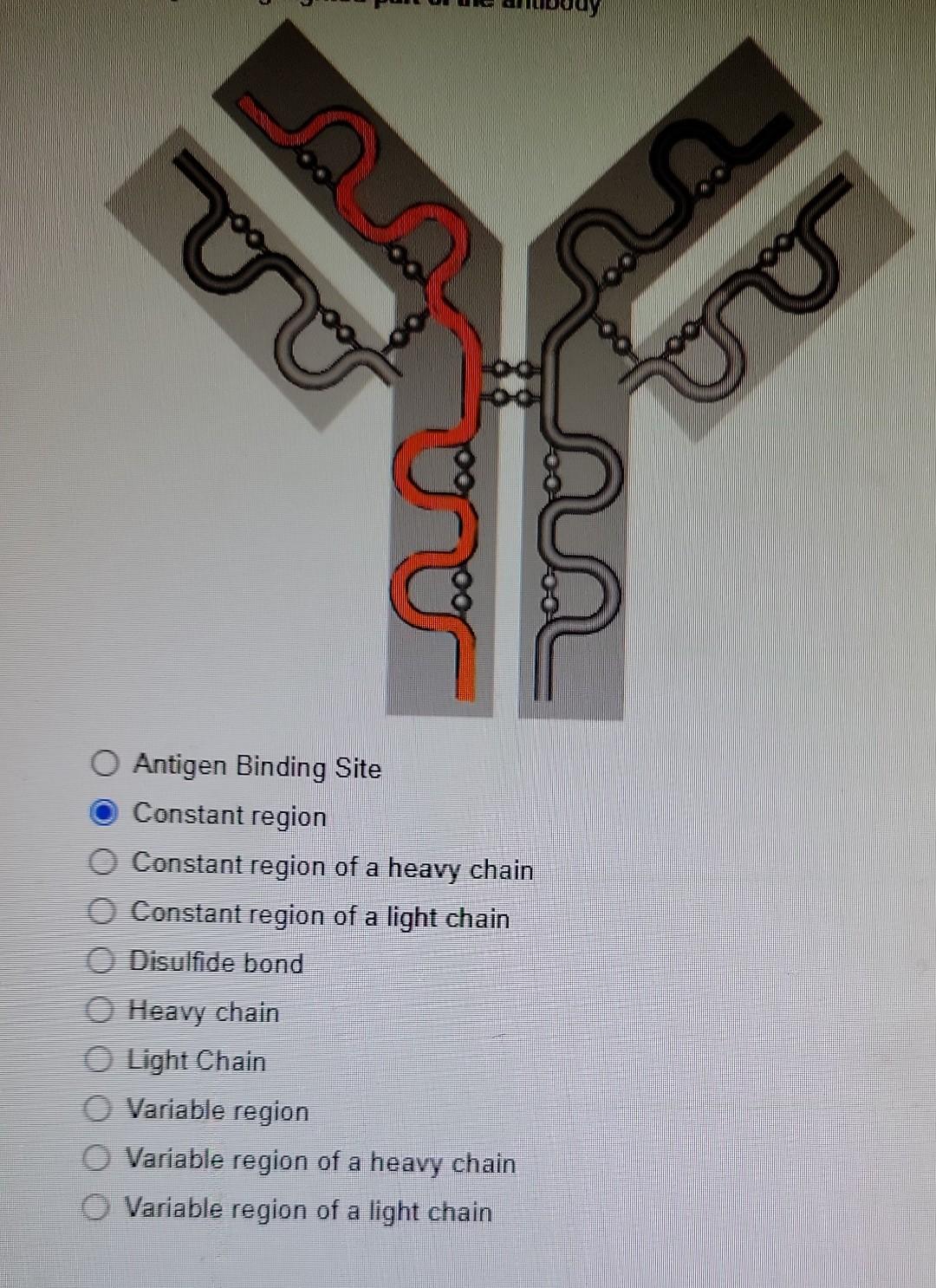 Solved Identify the highlighted part of the antibody 0000 s | Chegg.com