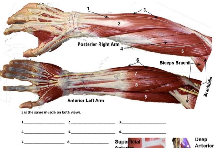 Solved 2 Posterior Right Arm Biceps Brachii Brachialis | Chegg.com