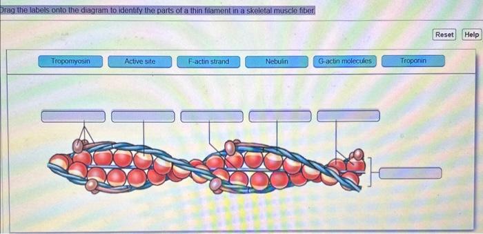 Solved Prag the labels onto the diagram to identify the | Chegg.com