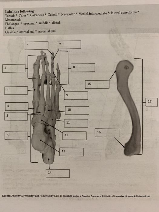 Solved Label the following: Tarsals Talus Calcaneus * | Chegg.com