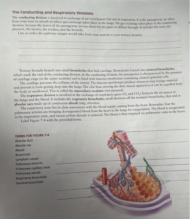 Solved The Conducting and Respiratory Divisions The | Chegg.com