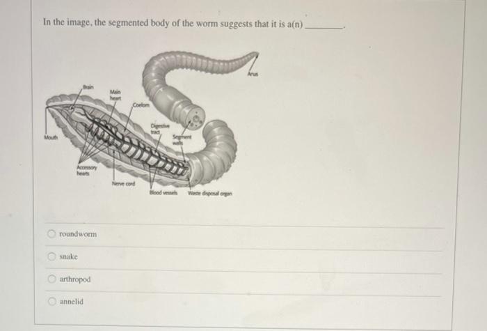 Solved in the image, the segmented body of the worm suggest | Chegg.com