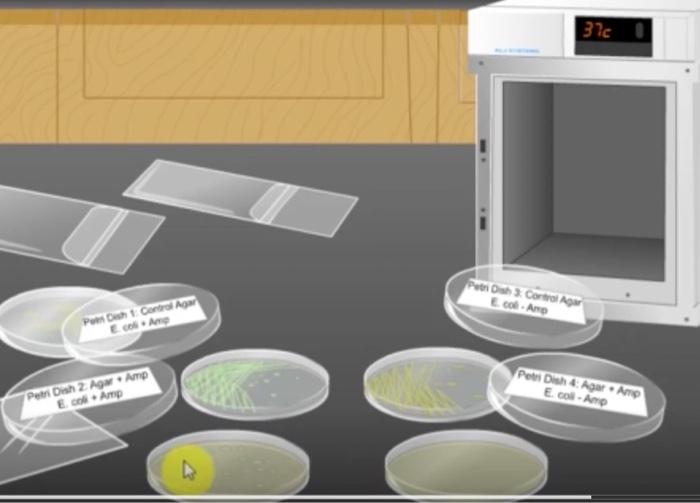 Lab 9 - Bacterial Transformation Virtual Lab) Insert | Chegg.com