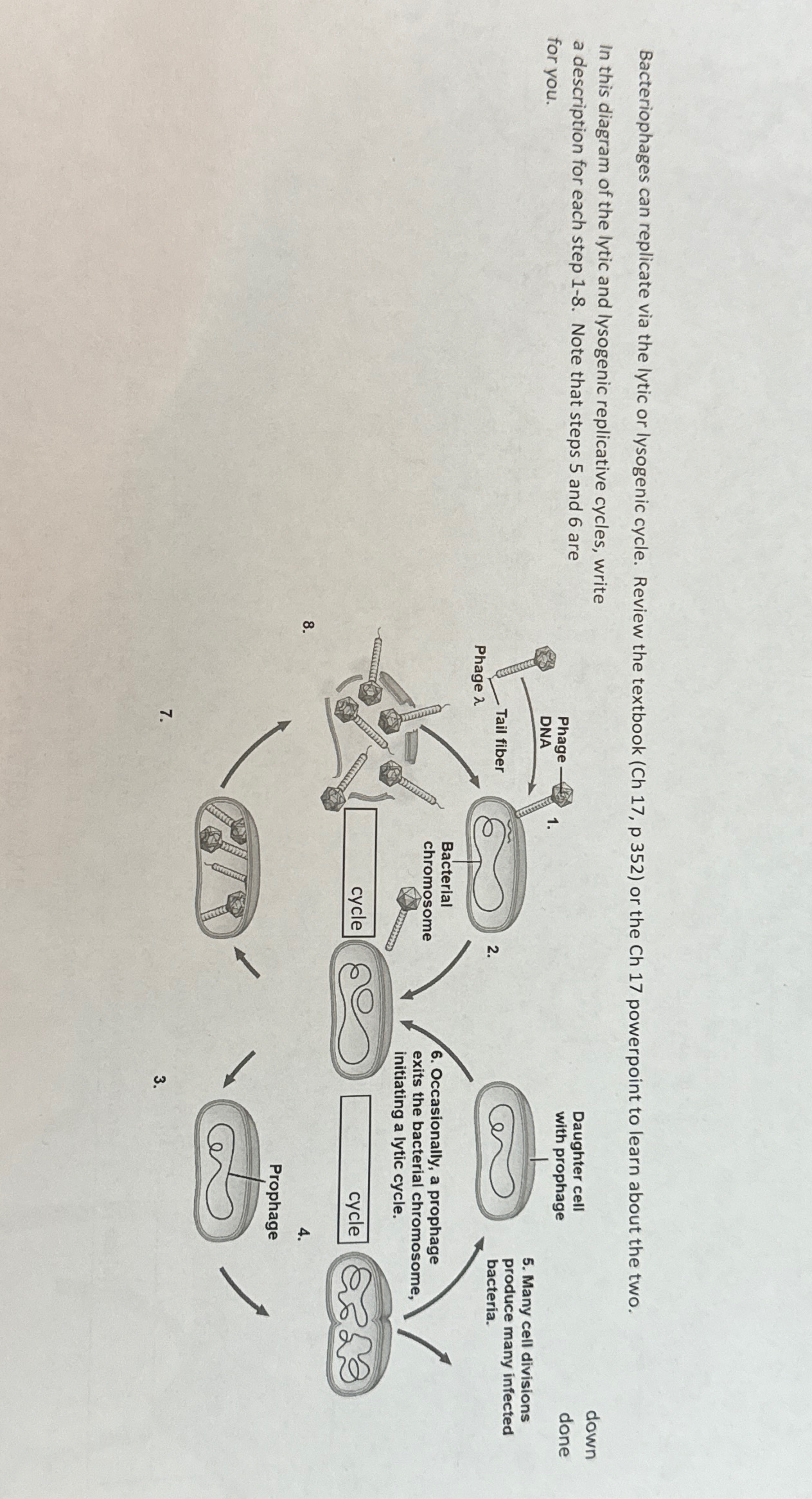 Solved Bacteriophages can replicate via the lytic or | Chegg.com