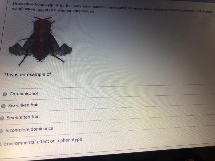 Solved Drosophila homozygous for the curly wing mutation ave | Chegg.com