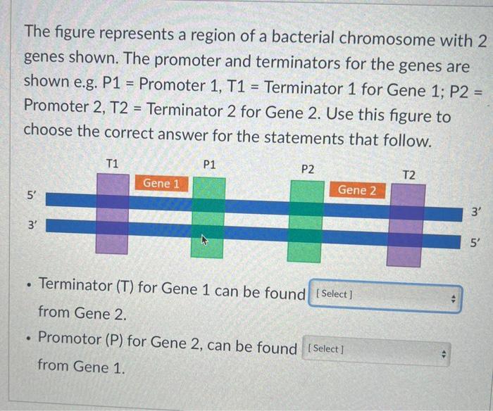 Solved The figure represents a region of a bacterial | Chegg.com