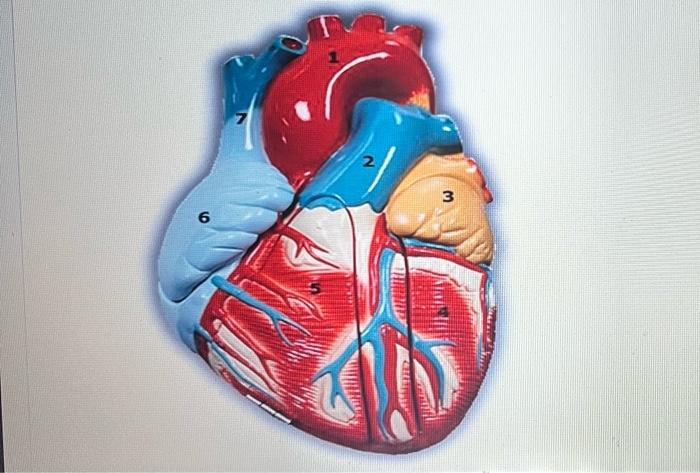 Solved Picture 1: Based on numbers 1-16, label each | Chegg.com