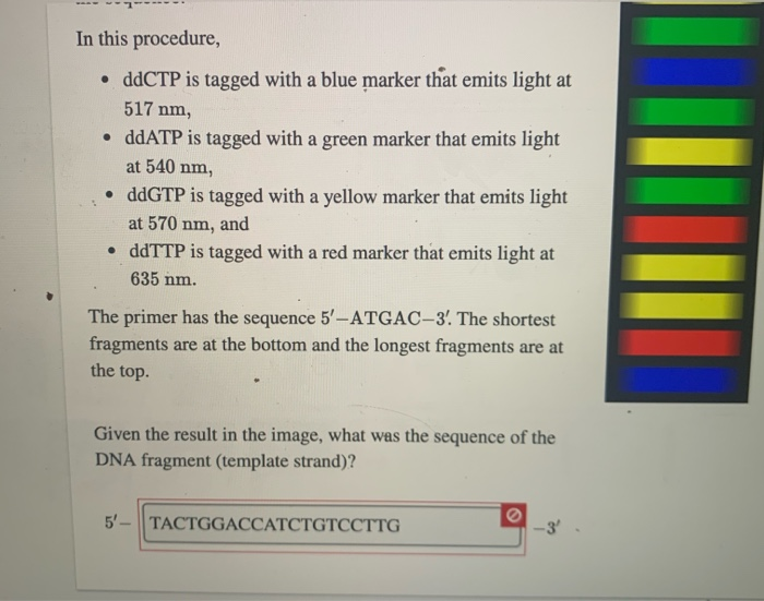 Solved A researcher sequences a DNA fragment using | Chegg.com
