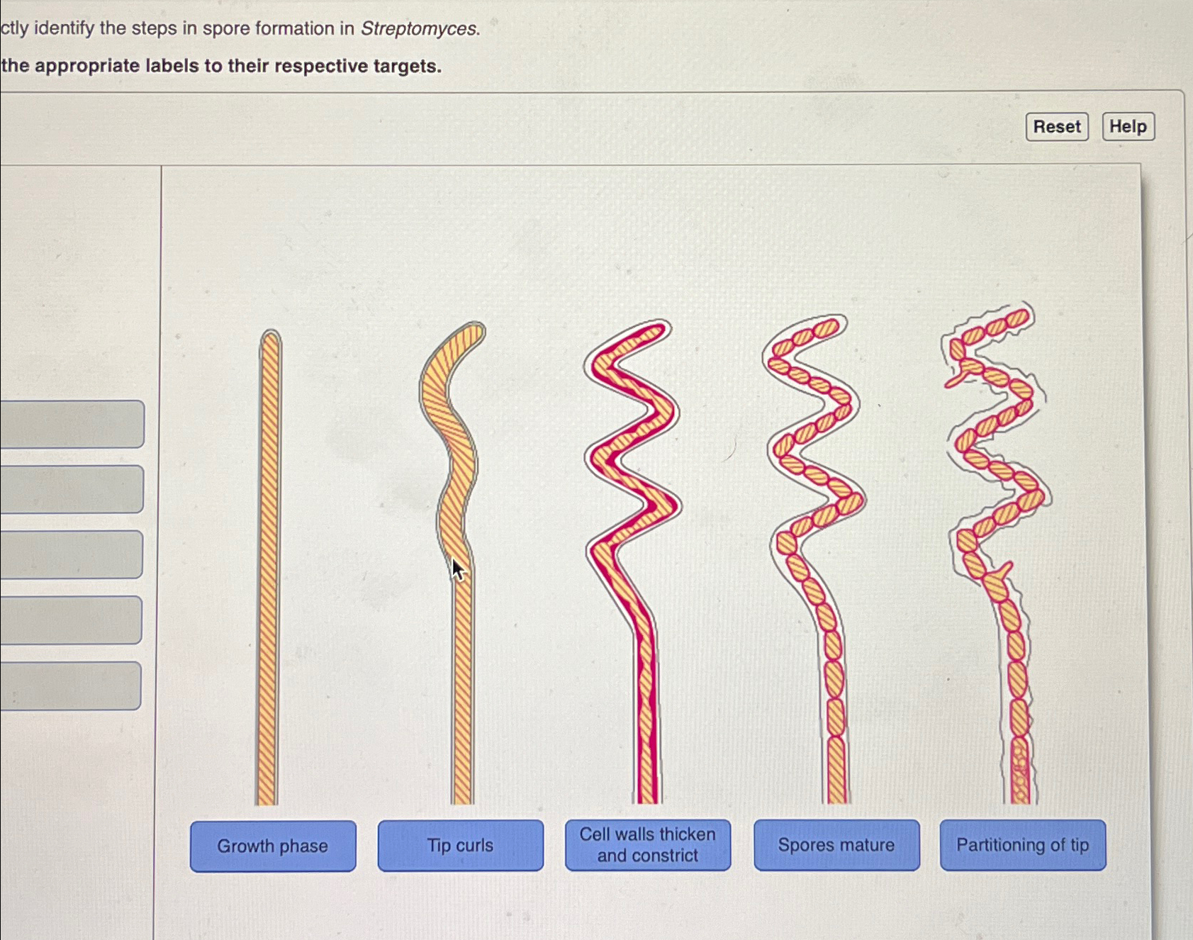 Solved ctly identify the steps in spore formation in | Chegg.com
