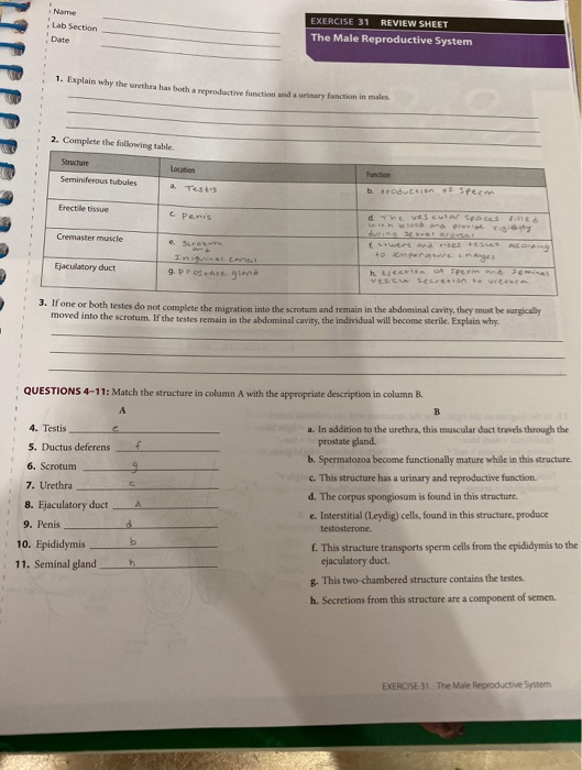 Solved Name Lab Section Date EXERCISE 31 REVIEW SHEET The | Chegg.com
