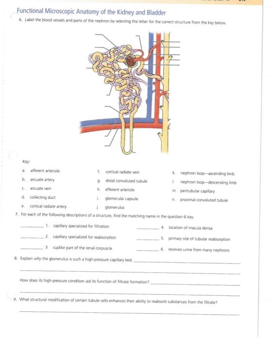 Solved Functional Microscopic Anatomy of the Kidney and | Chegg.com