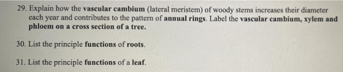 Solved 29. Explain how the vascular cambium (lateral | Chegg.com