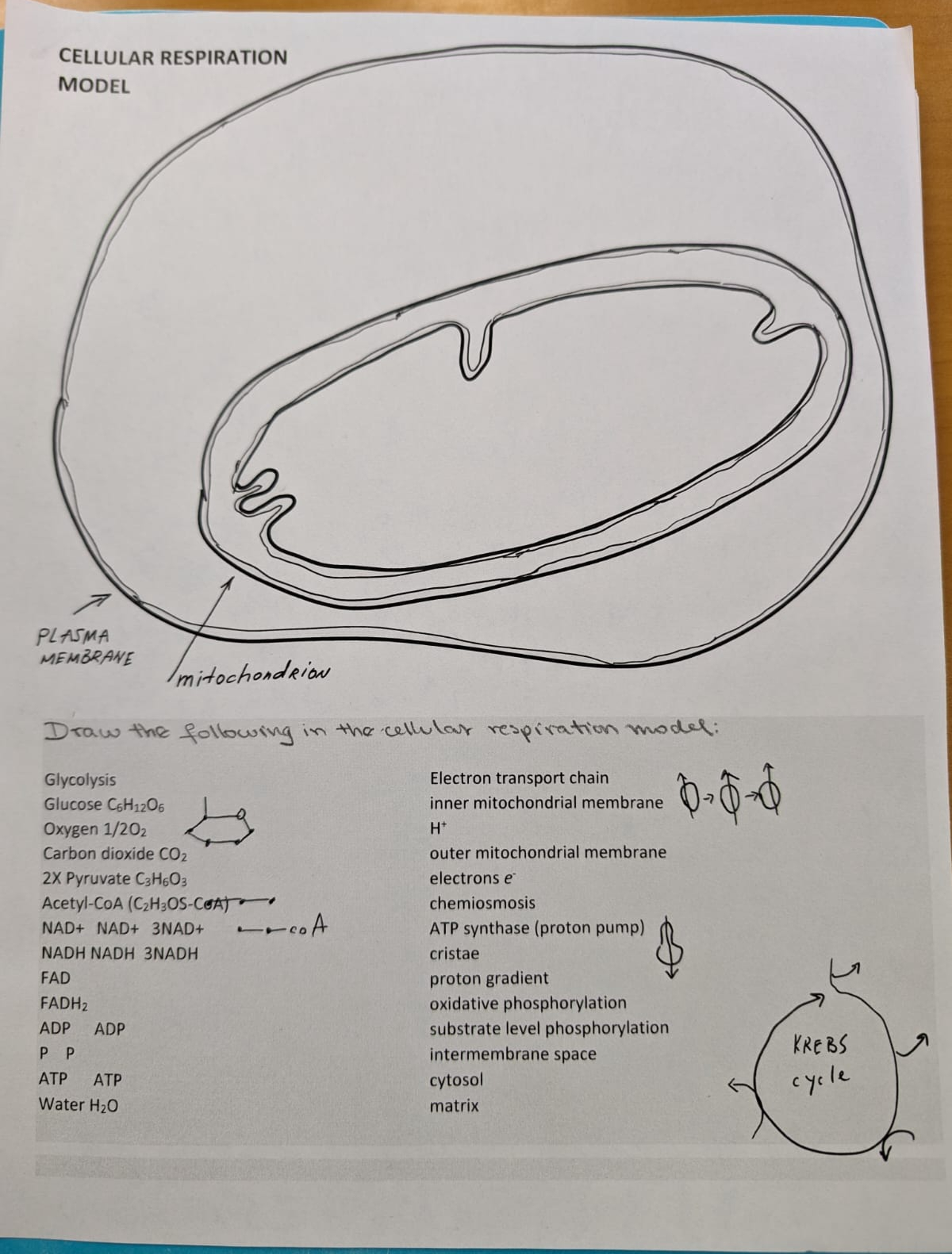 Solved Draw the following in the cellular respiration model | Chegg.com