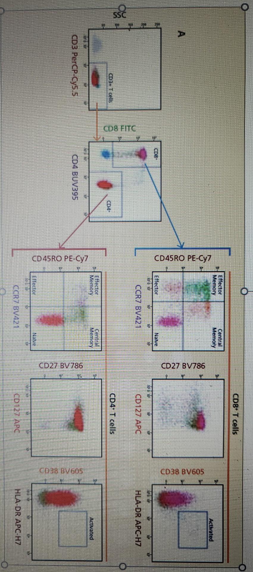 Solved 16.- Data showing whole blood (lysed with BD FACS TM | Chegg.com